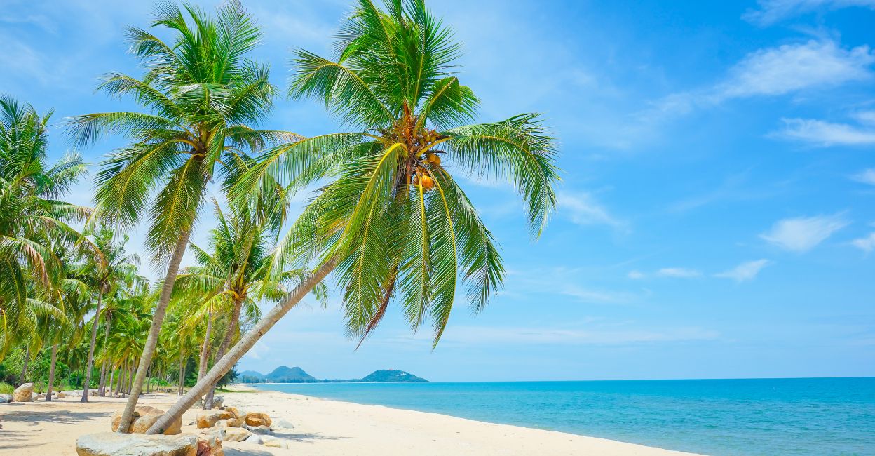 Nut case: Plucking coconut may land you behind bars in Lakshadweep | Kerala News | Onmanorama